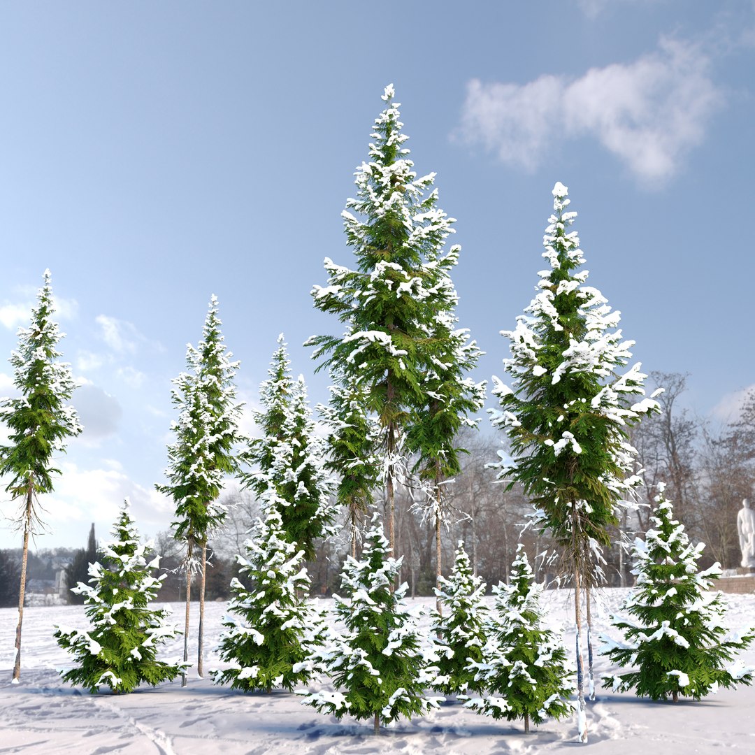 3D Winter Abies Guatemalensis Model - TurboSquid 1933048