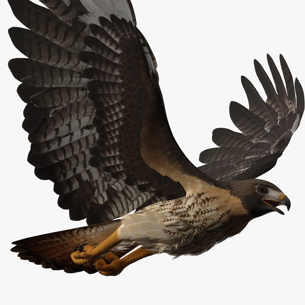 3D Falcon Models | TurboSquid