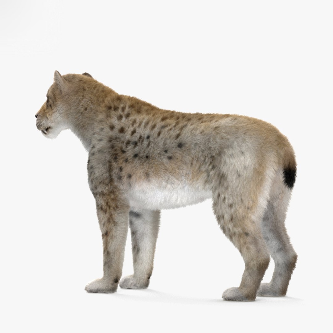 modelo 3d Homotherium HD - TurboSquid 1379401