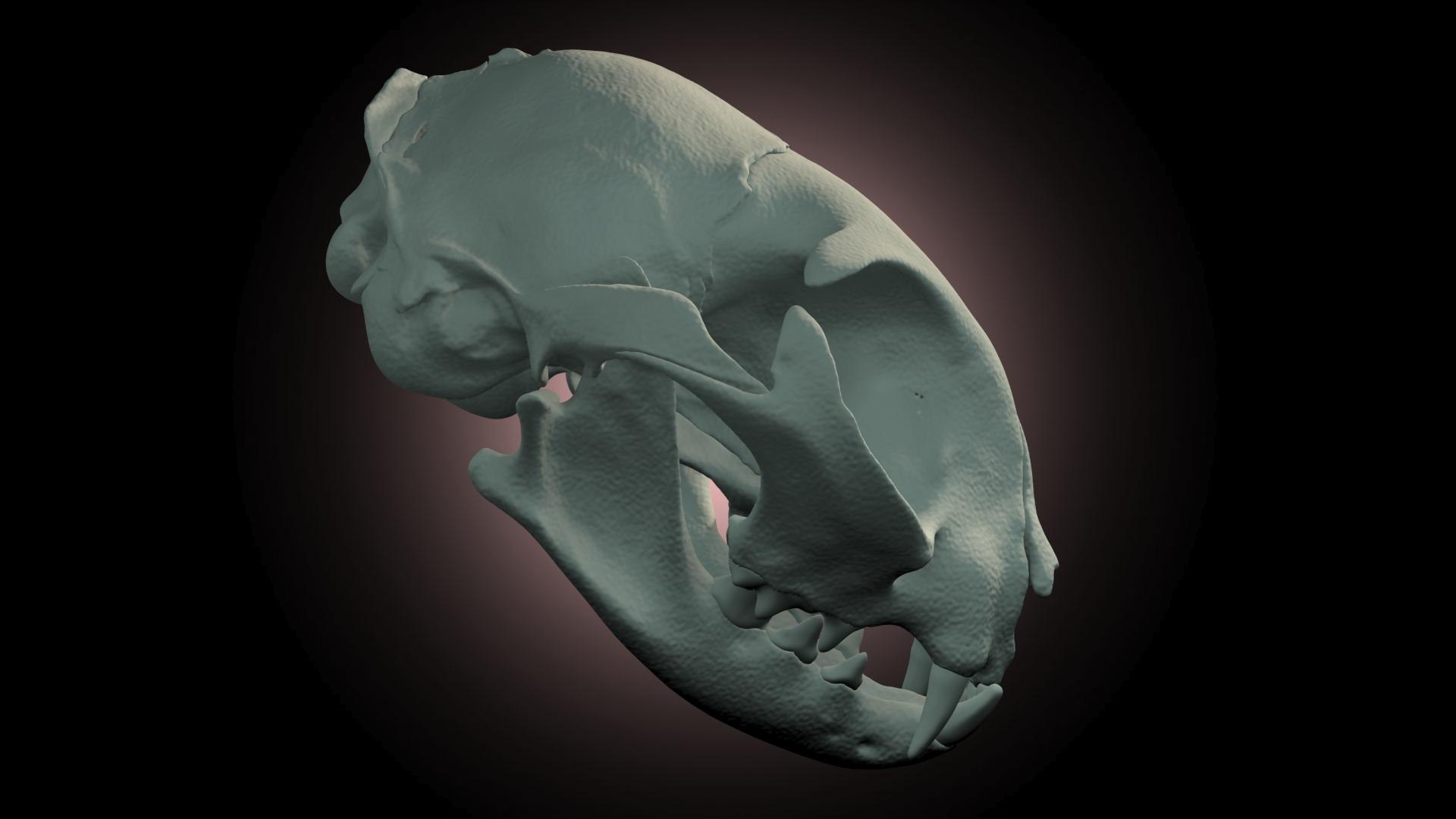 cat skull scanned 3d model