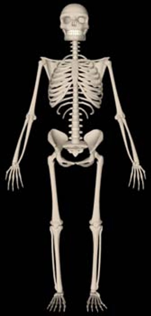 3ds max human skeleton scn