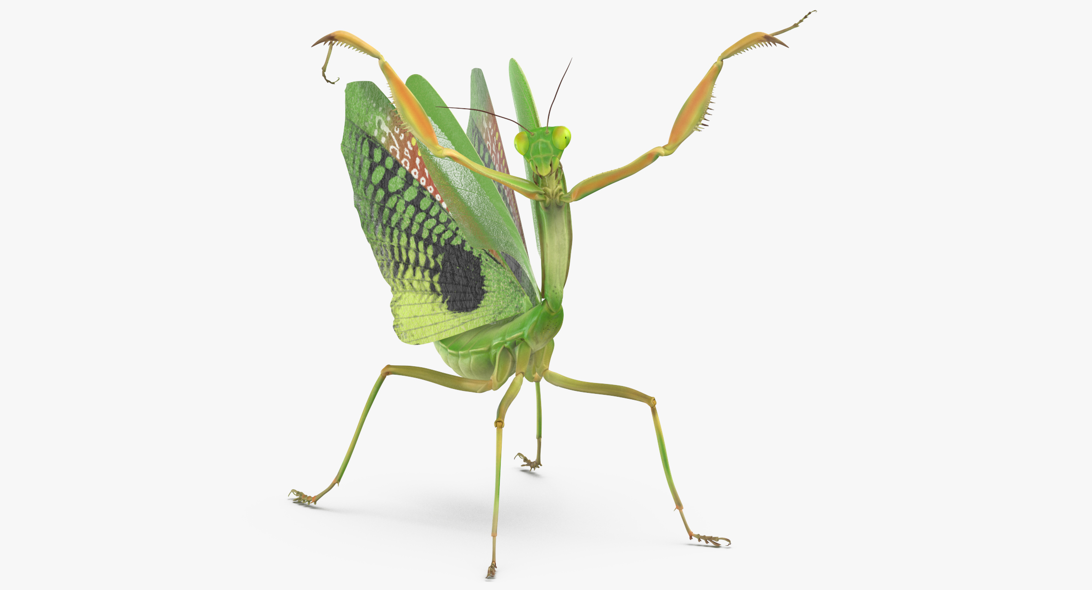 Mantis Rigged를기도합니다. 3D 모델 - TurboSquid 1375525