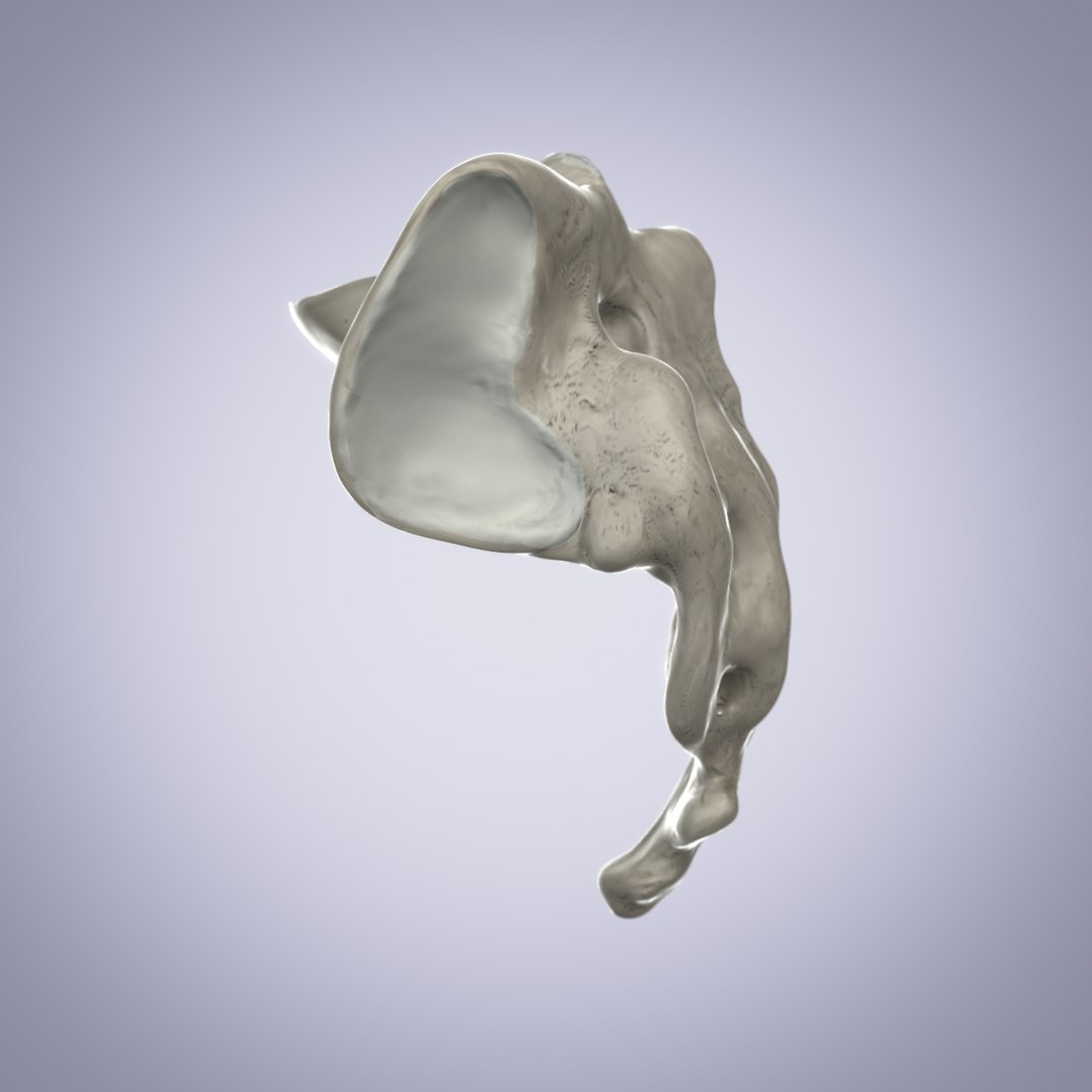 3d Sacrum Bone Model
