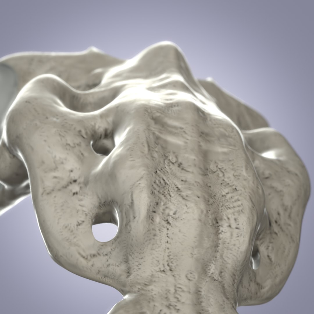 3d Sacrum Bone Model