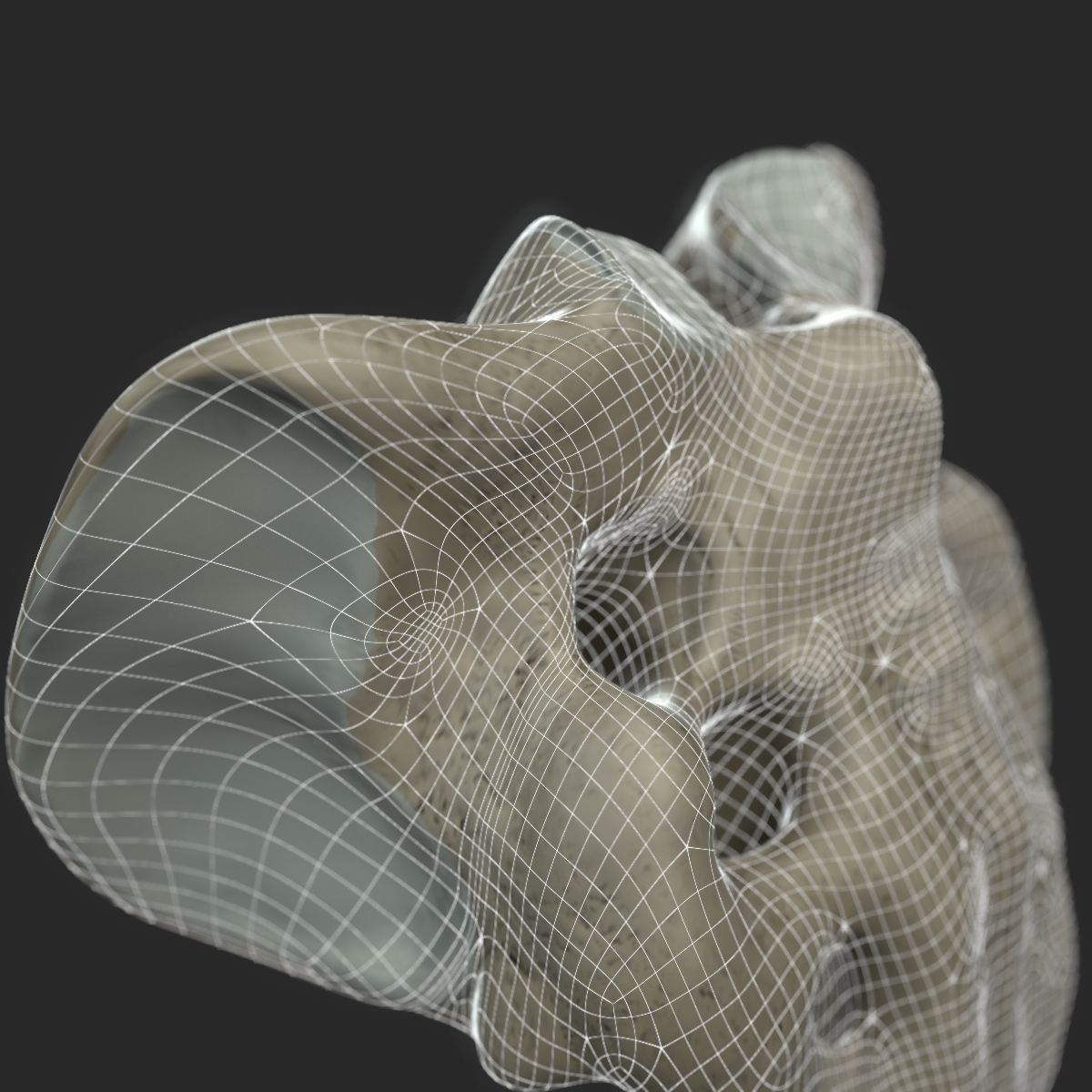 3d sacrum bone model