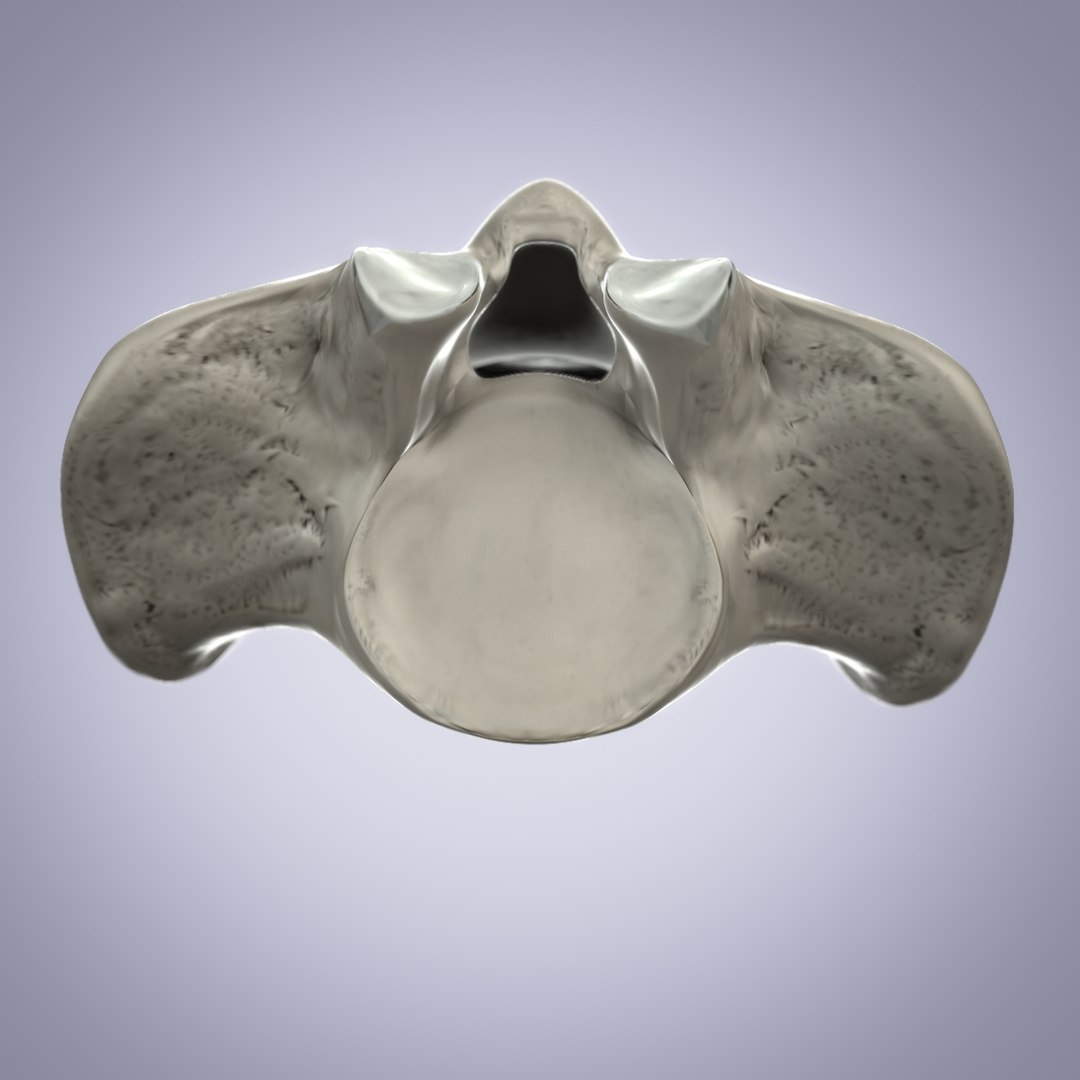 3d Sacrum Bone Model