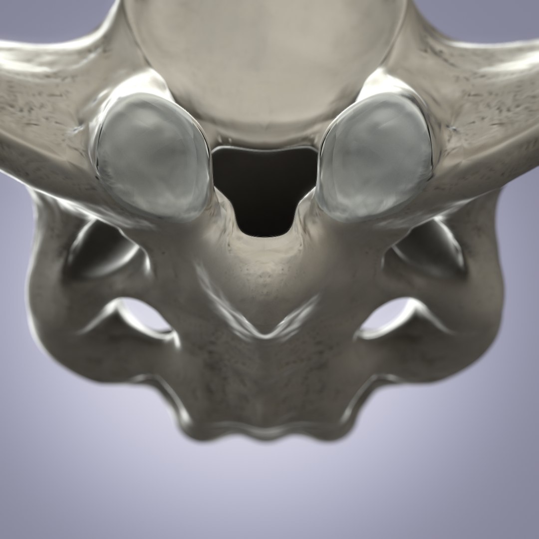 3d Sacrum Bone Model