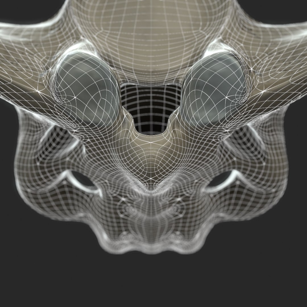 3d Sacrum Bone Model