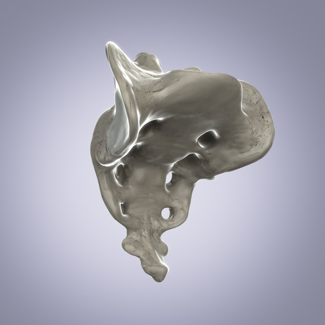 3d Sacrum Bone Model