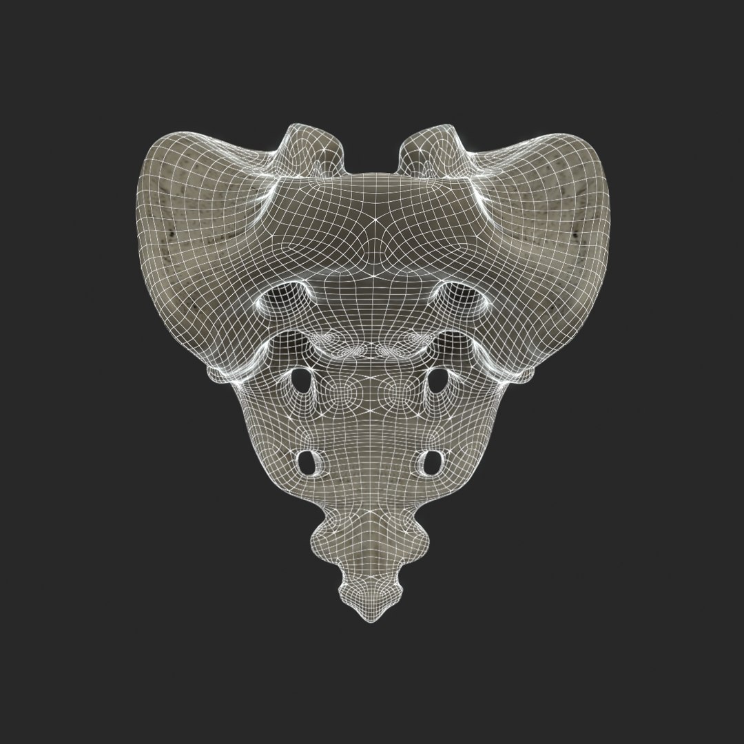 3d Sacrum Bone Model