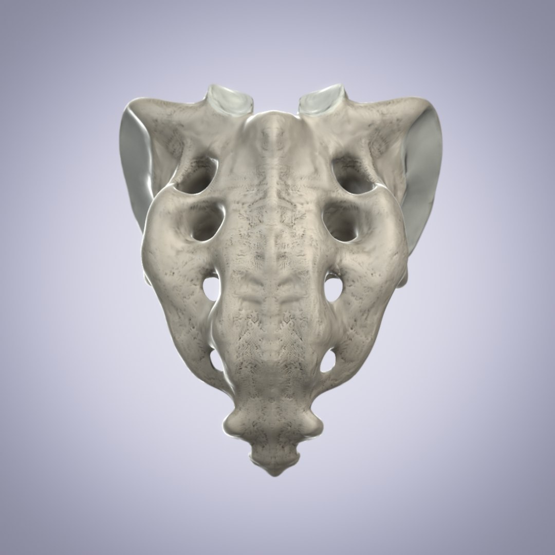 3d Sacrum Bone Model
