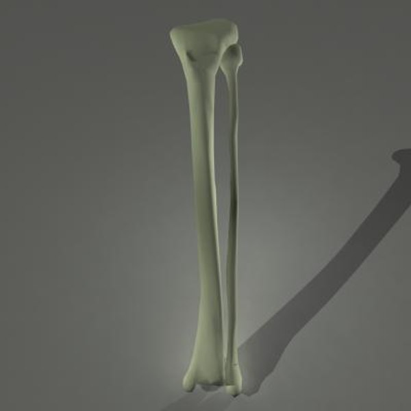 Knee Joint Femur Tibia Fibula 3d Models 3d Model
