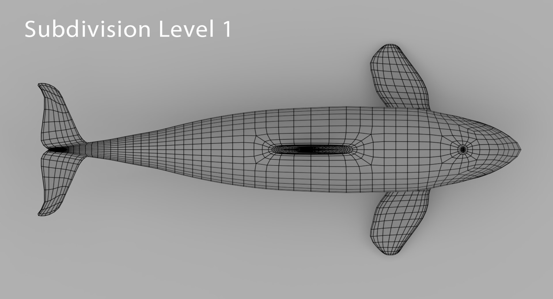 Killer Whale Model - TurboSquid 1255001