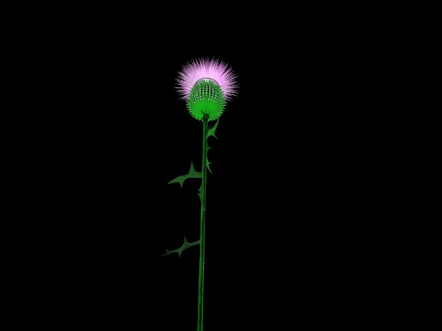 3d Thistle Flower Model
