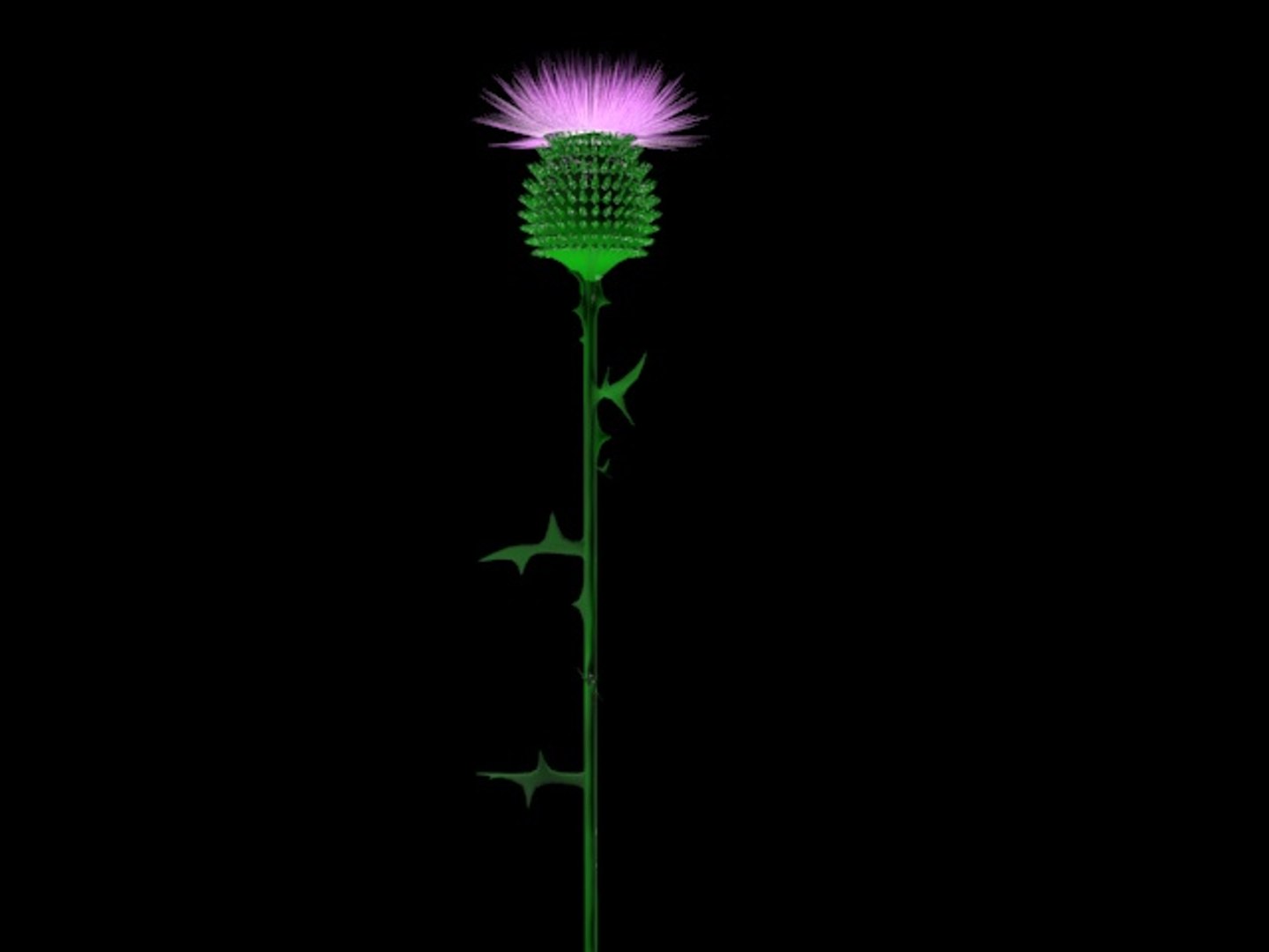 3d Thistle Flower Model