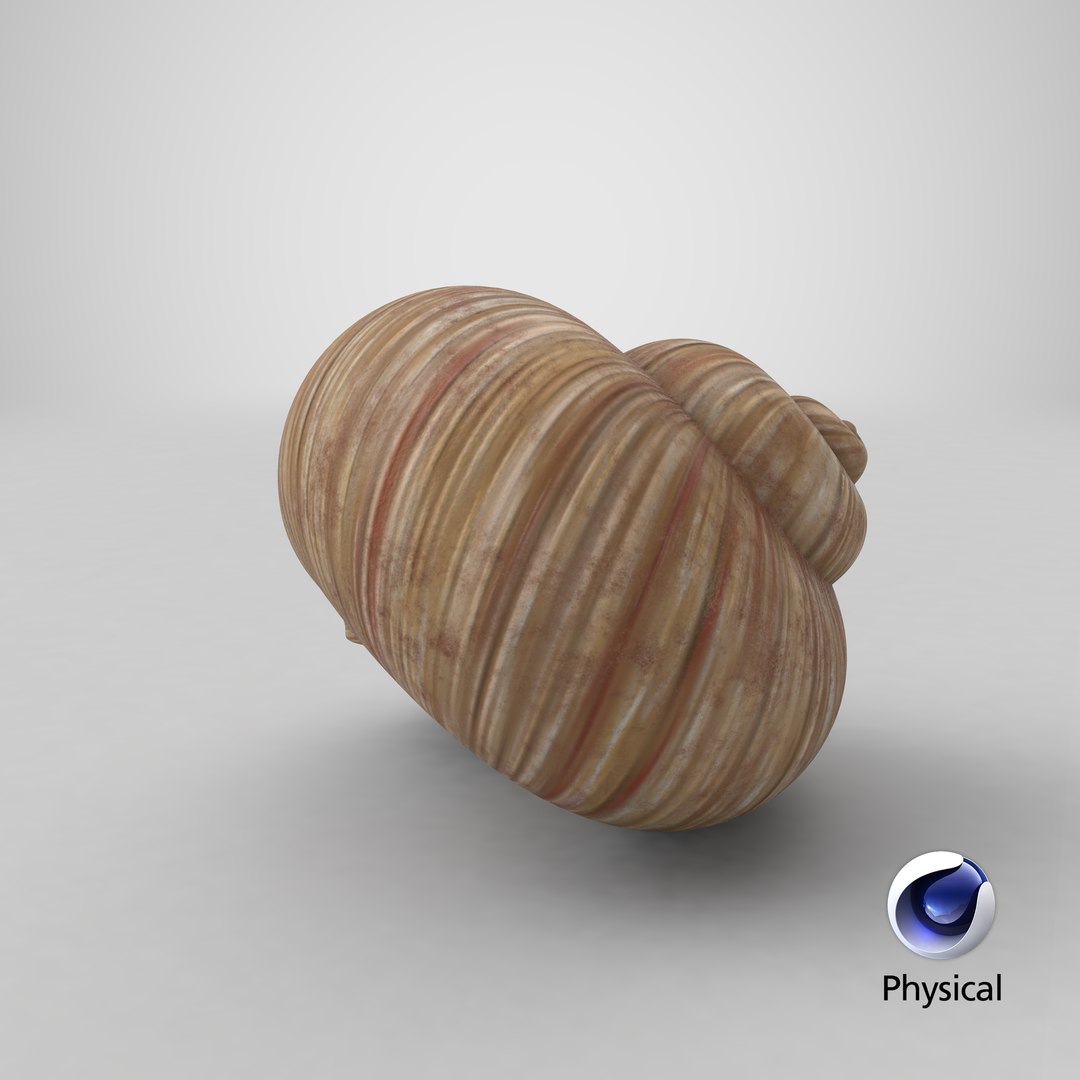 3D Snail Shell V1 model - TurboSquid 1968128