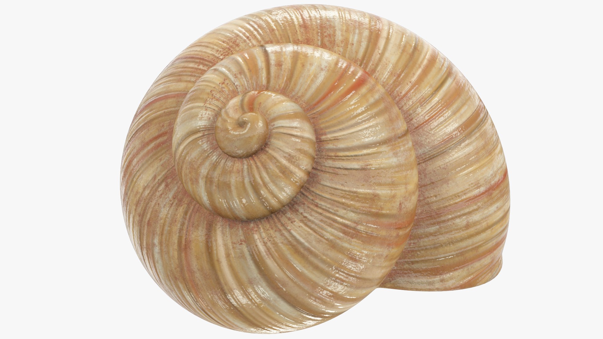 3D Snail Shell V1 Model - TurboSquid 1968128