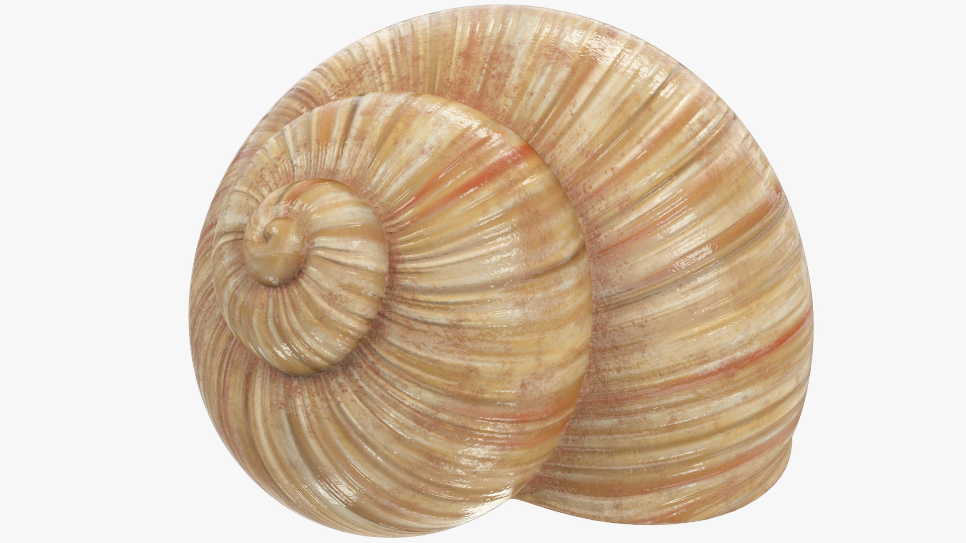 3D Snail Shell V1 model - TurboSquid 1968128