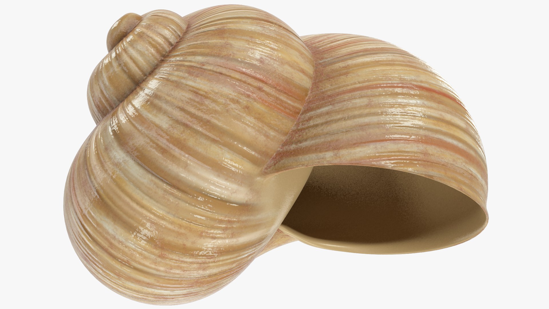 3D Snail Shell V1 Model - TurboSquid 1968128