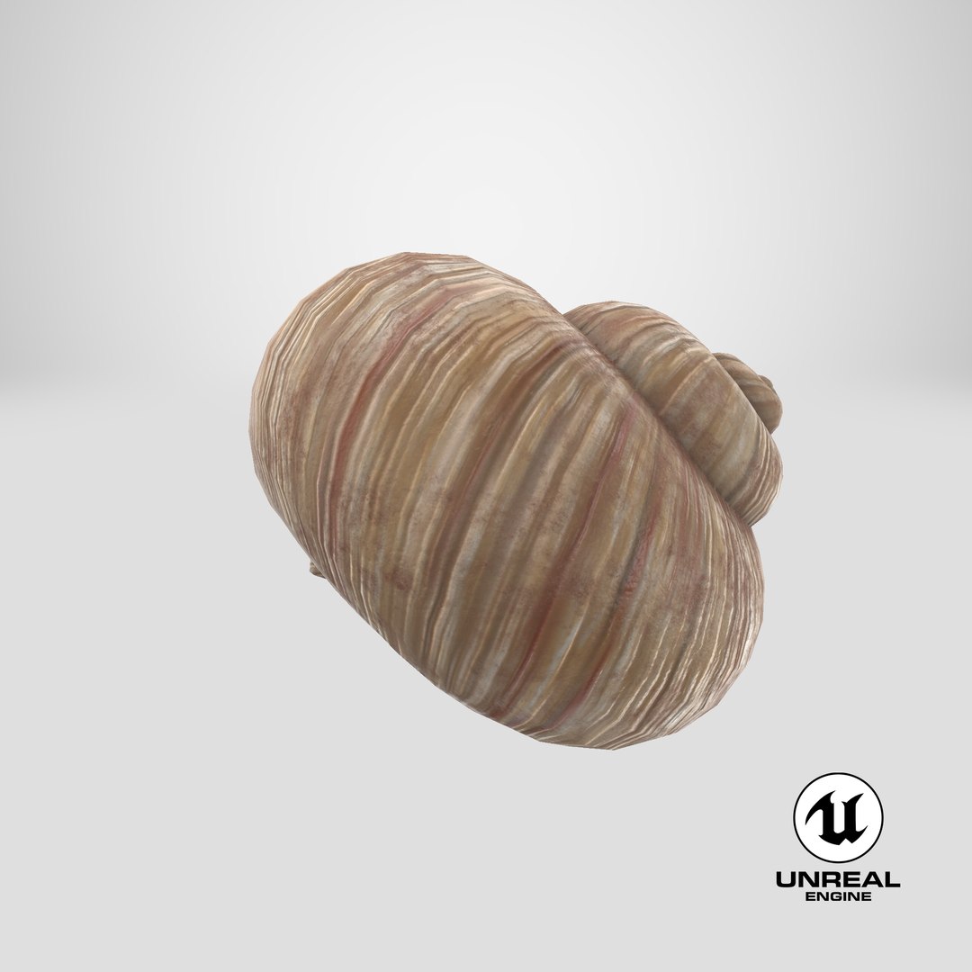 3D Snail Shell V1 model - TurboSquid 1968128