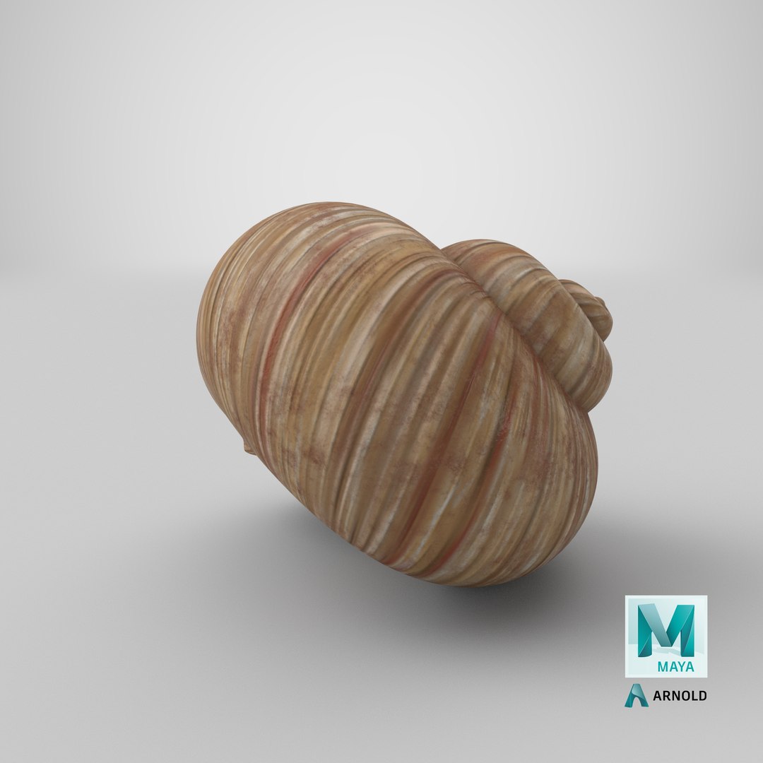 3D Snail Shell V1 model - TurboSquid 1968128