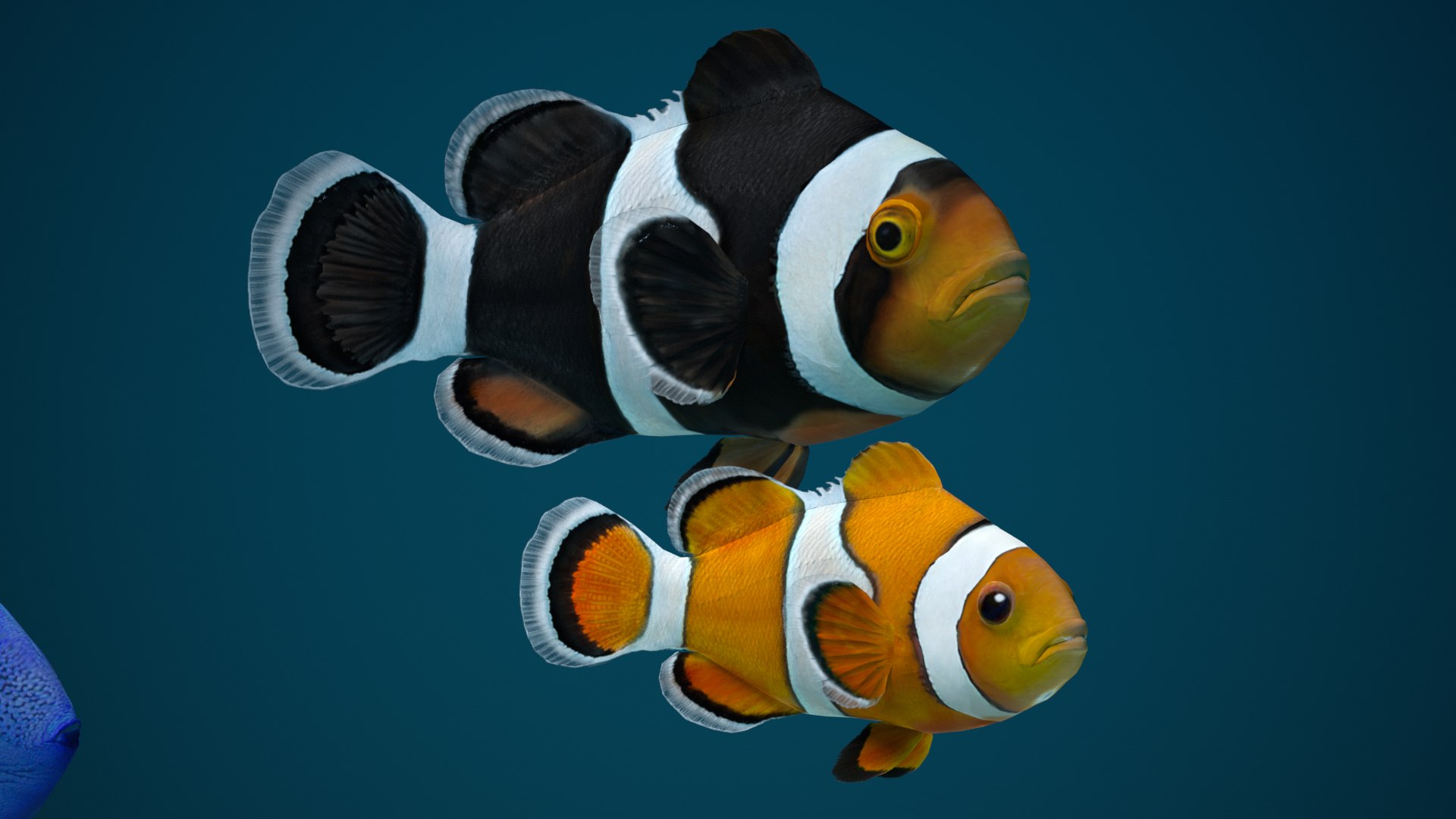 3D Tropical Fish Pack Rigged Animated Fishes Game Ready Aquarium Marine ...