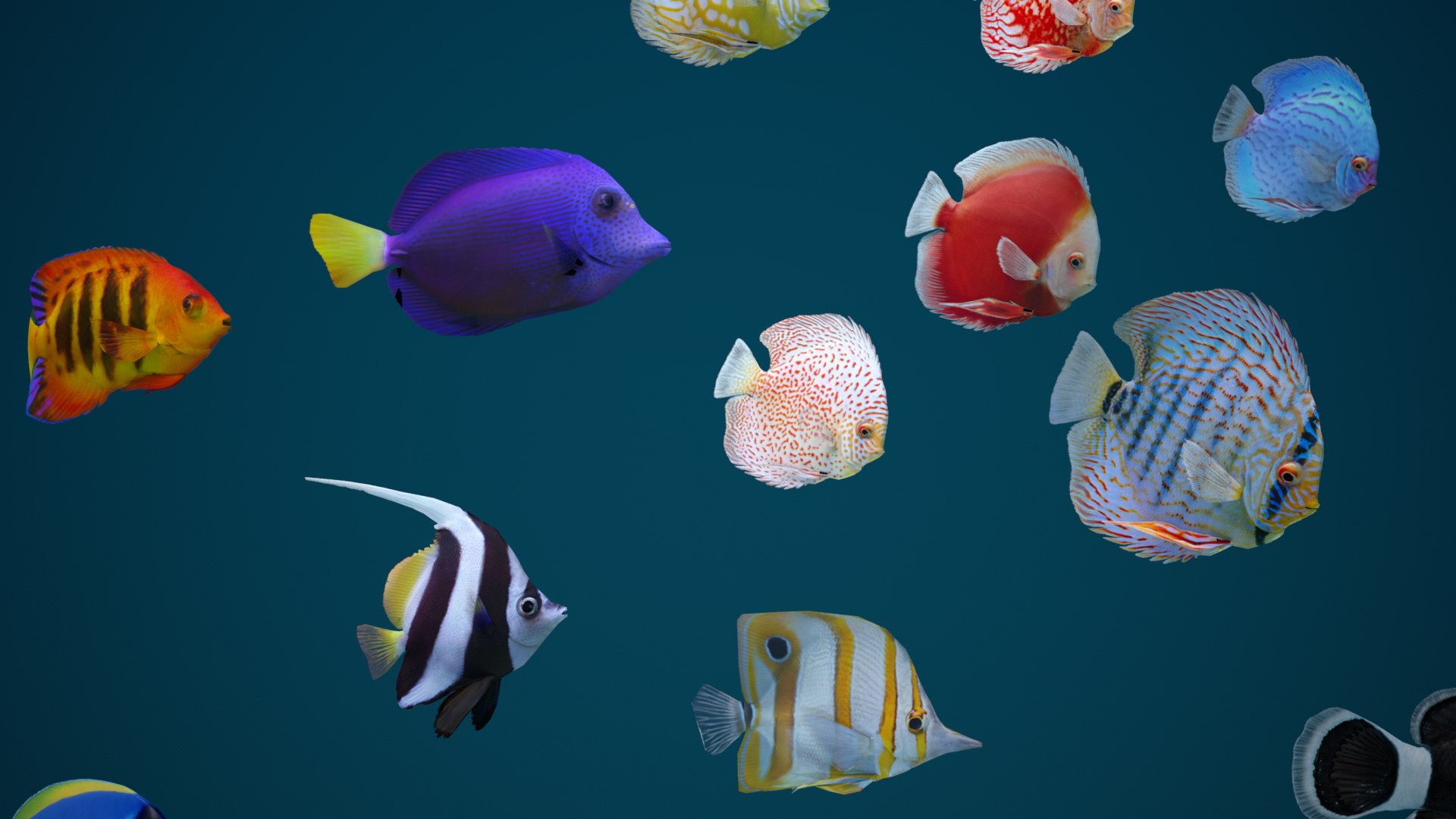 3D Tropical Fish Pack Rigged Animated Fishes Game Ready Aquarium Marine ...