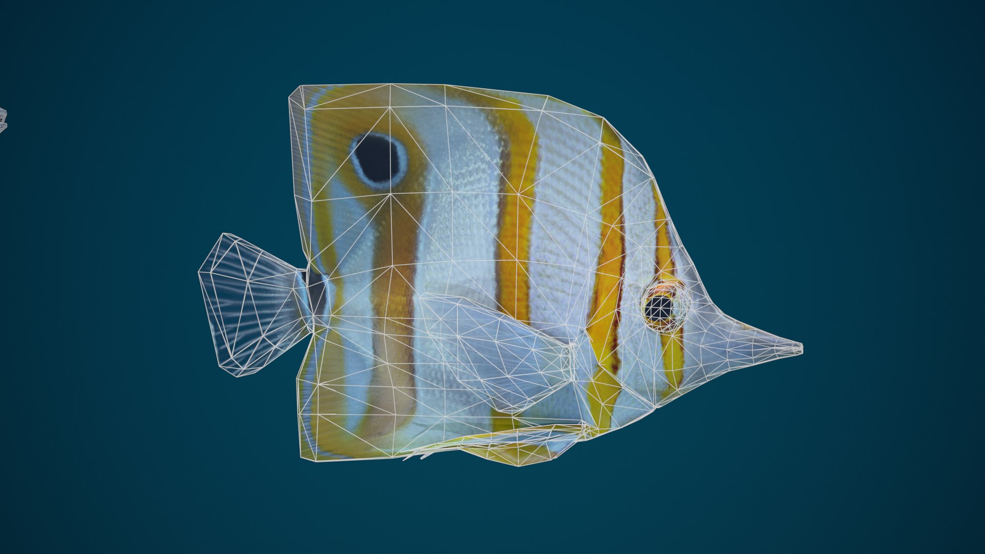 3D Tropical Fish Pack Rigged Animated Fishes Game Ready Aquarium Marine ...