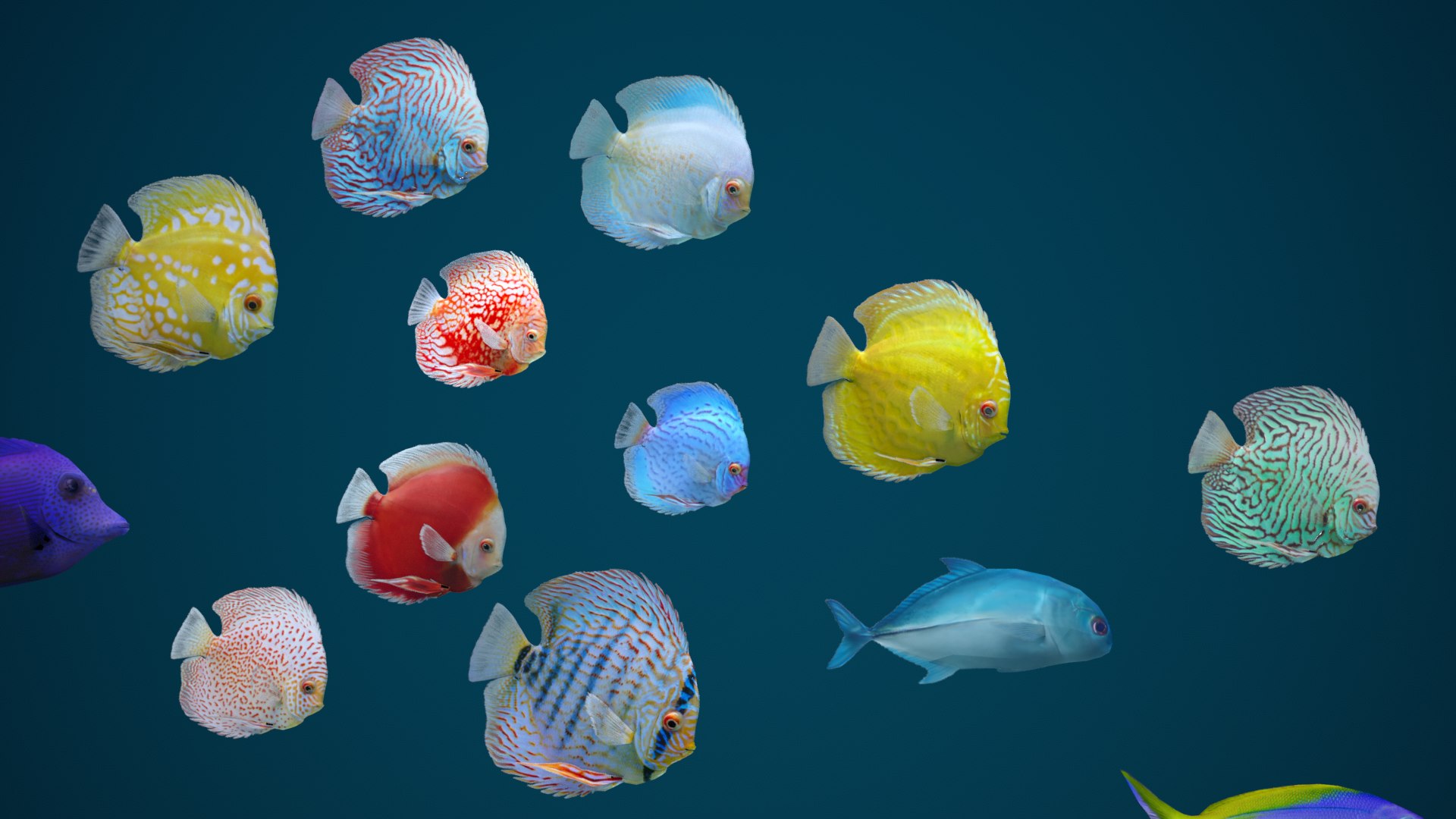 3D Tropical Fish Pack Rigged Animated Fishes Game Ready Aquarium Marine ...