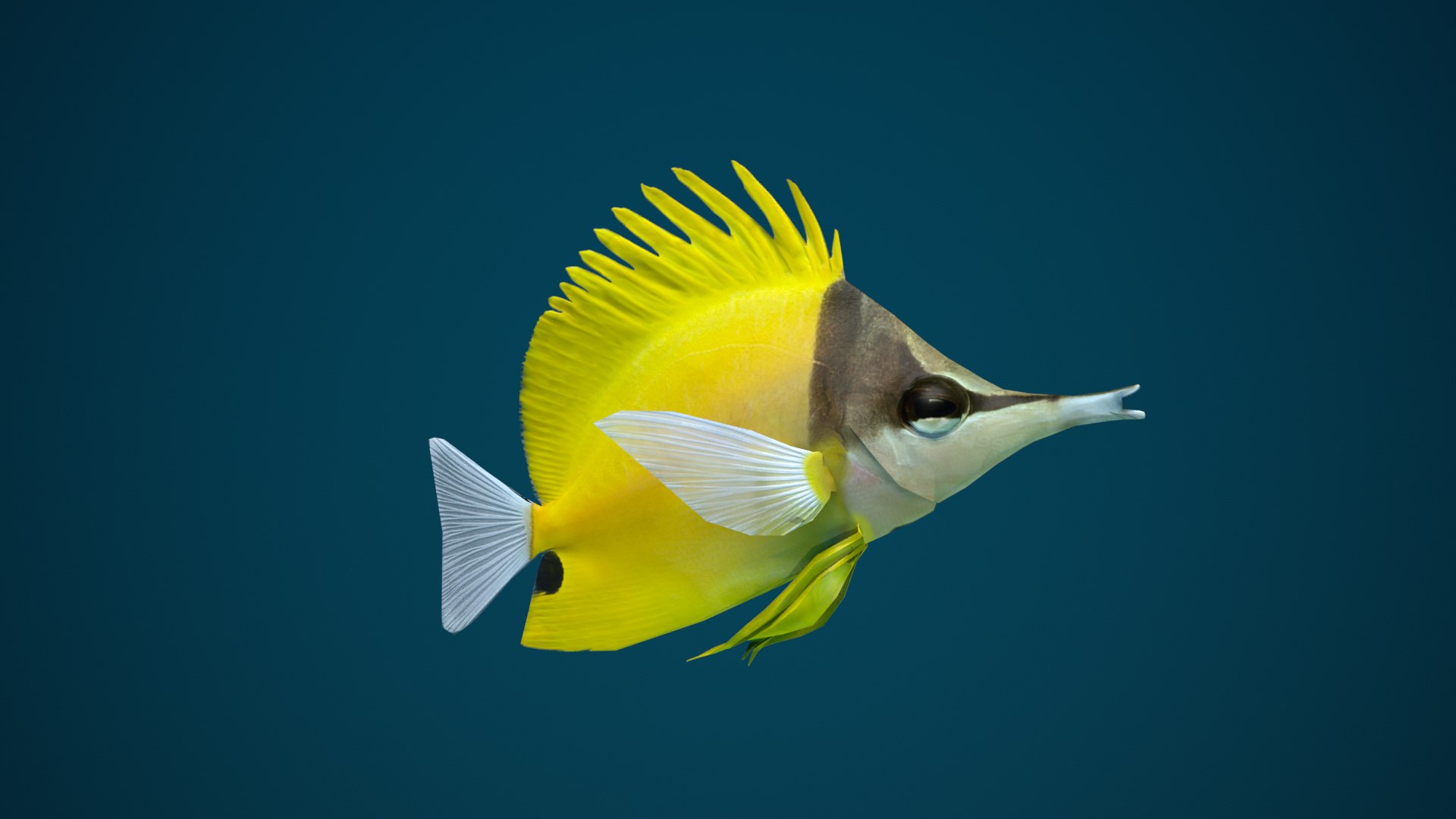 3D Tropical Fish Pack Rigged Animated Fishes Game Ready Aquarium Marine ...