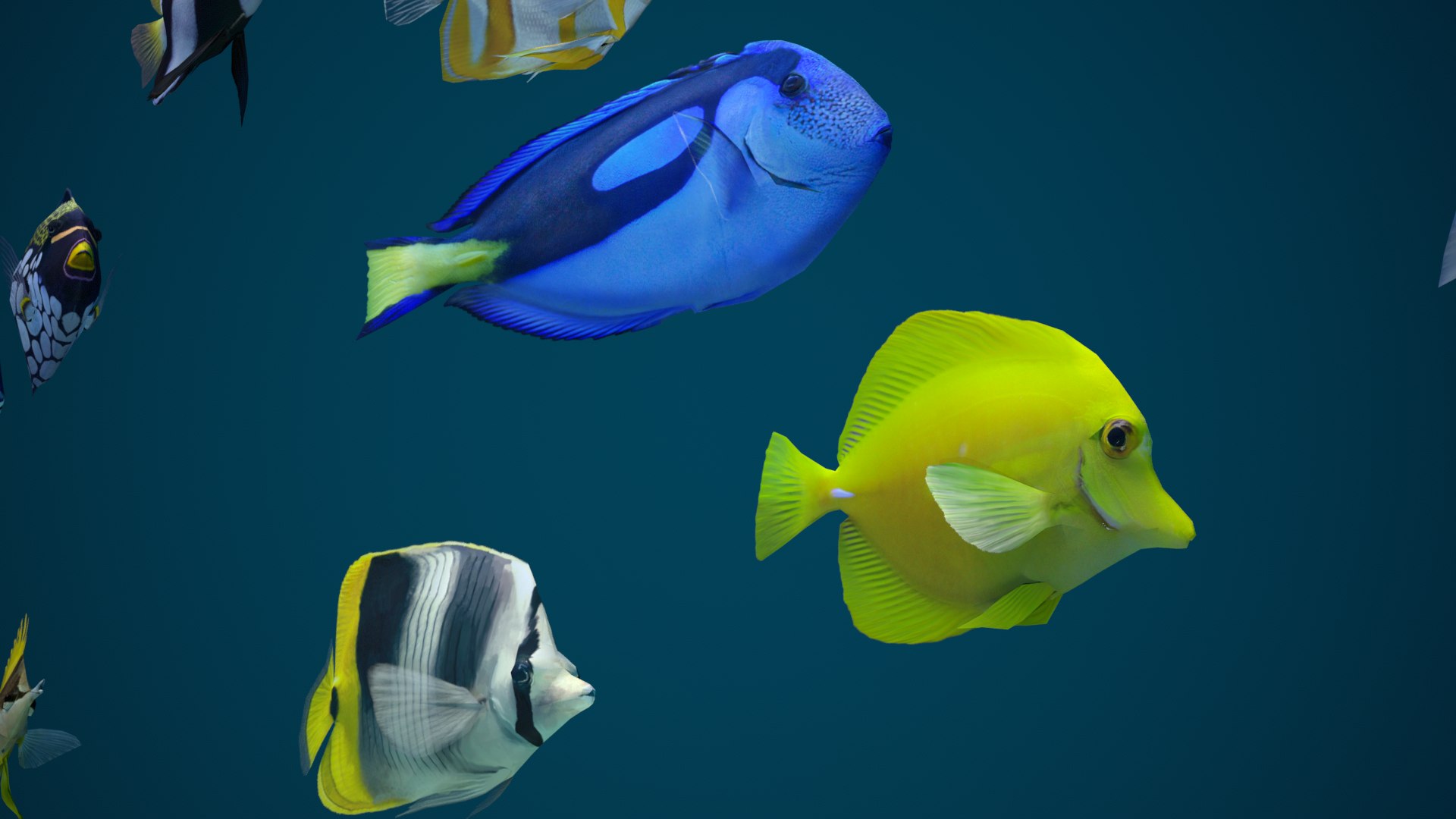 3D Tropical Fish Pack Rigged Animated Fishes Game Ready Aquarium Marine ...