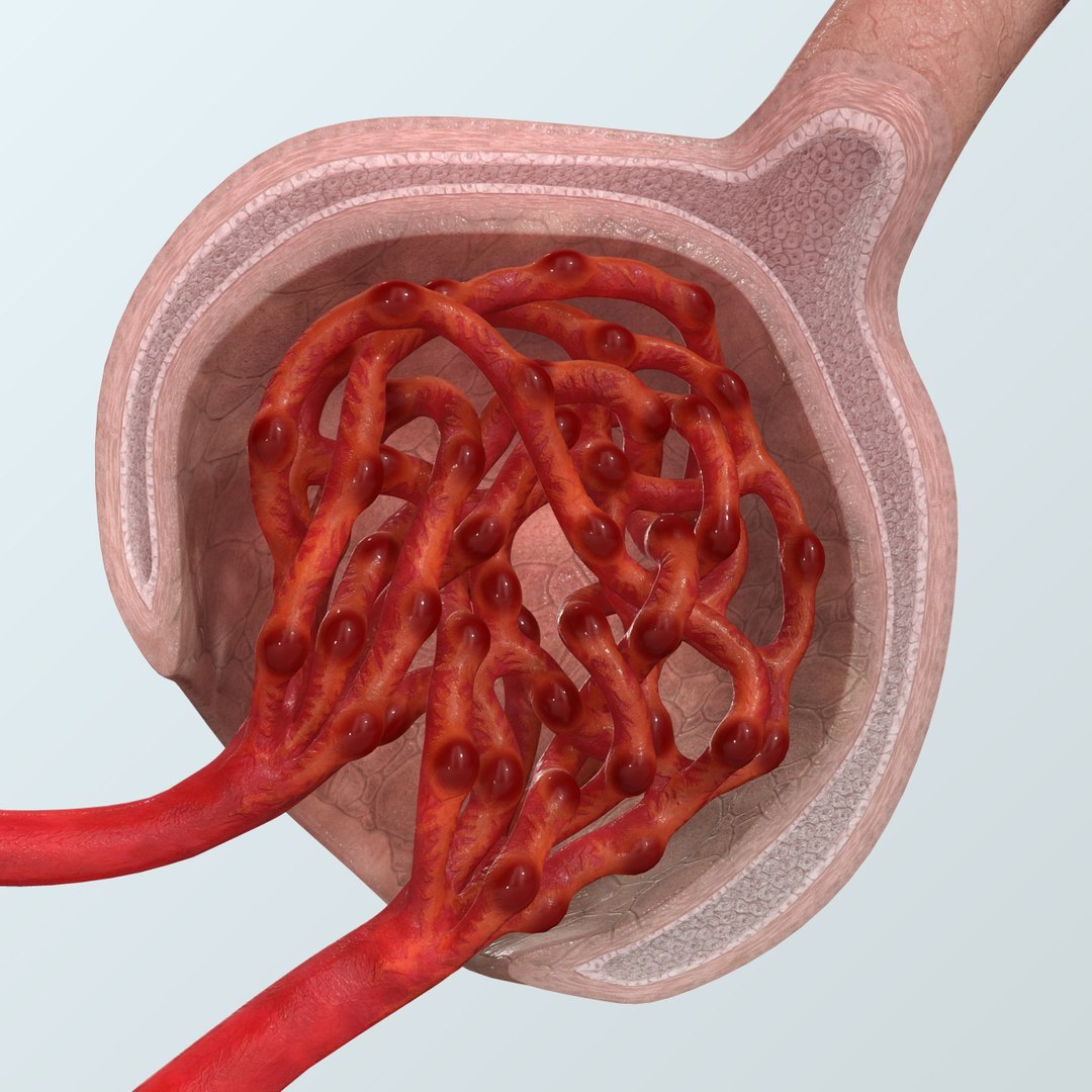 3D Realistic Nephron Anatomy Human - TurboSquid 1204802