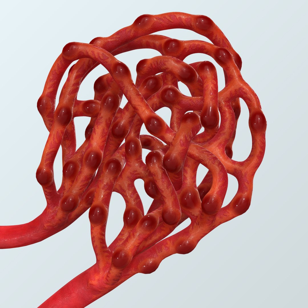 3D Realistic Nephron Anatomy Human - TurboSquid 1204802