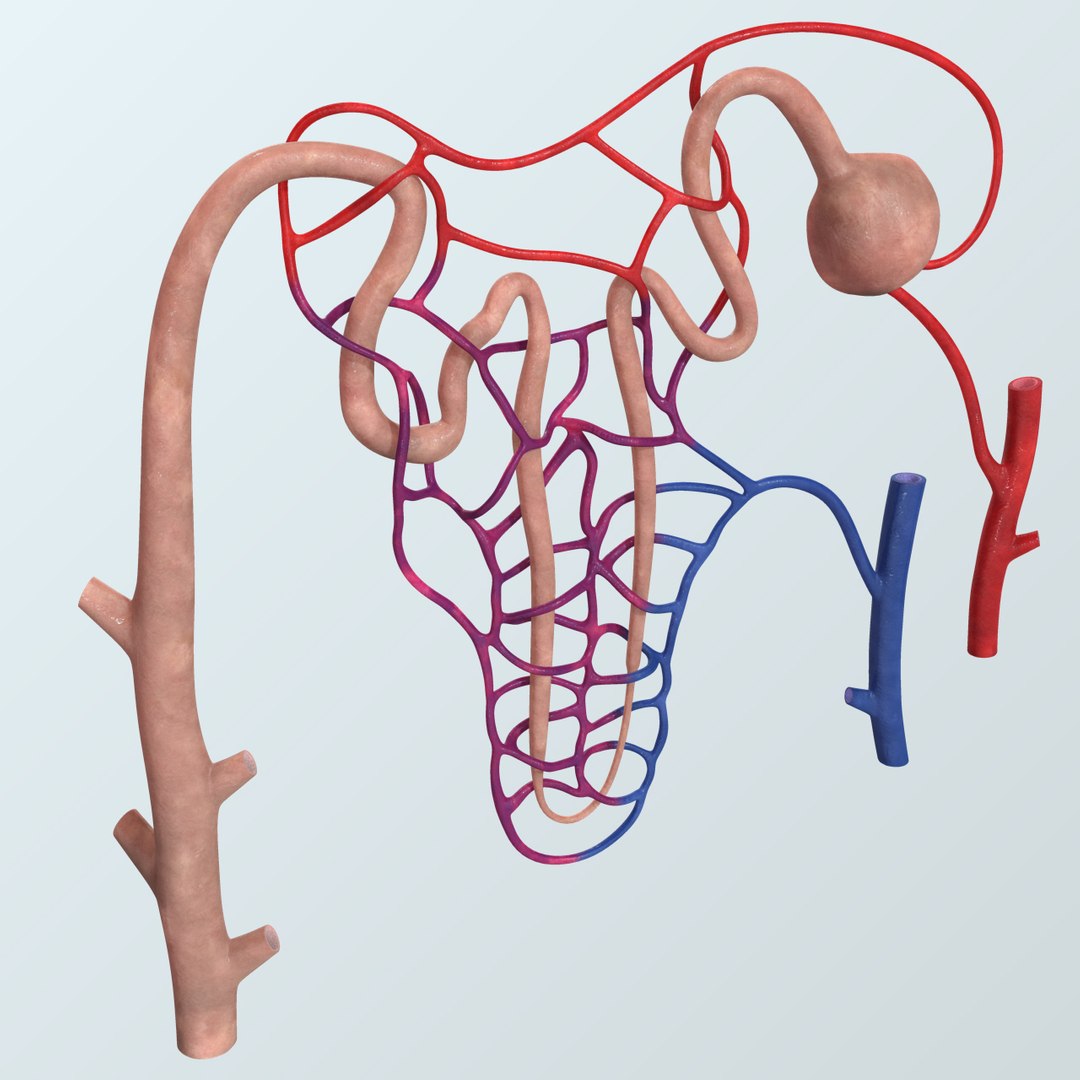 3D Realistic Nephron Anatomy Human - TurboSquid 1204802