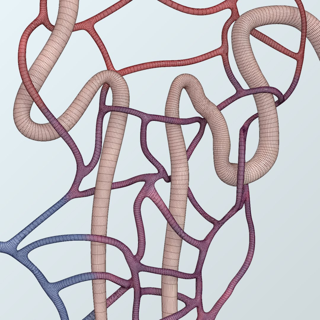 3D Realistic Nephron Anatomy Human - TurboSquid 1204802