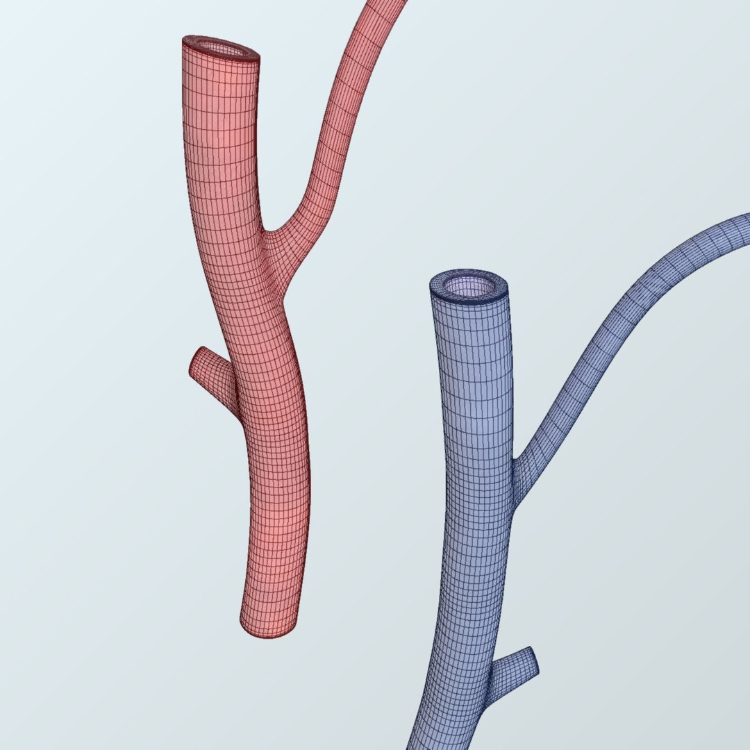 3D Realistic Nephron Anatomy Human - TurboSquid 1204802
