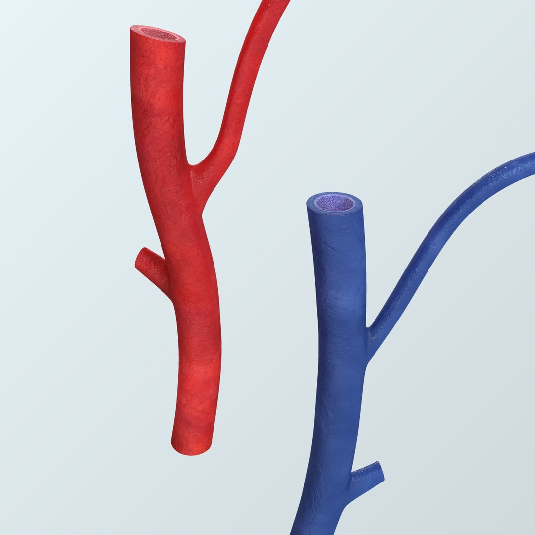 3D Realistic Nephron Anatomy Human - TurboSquid 1204802