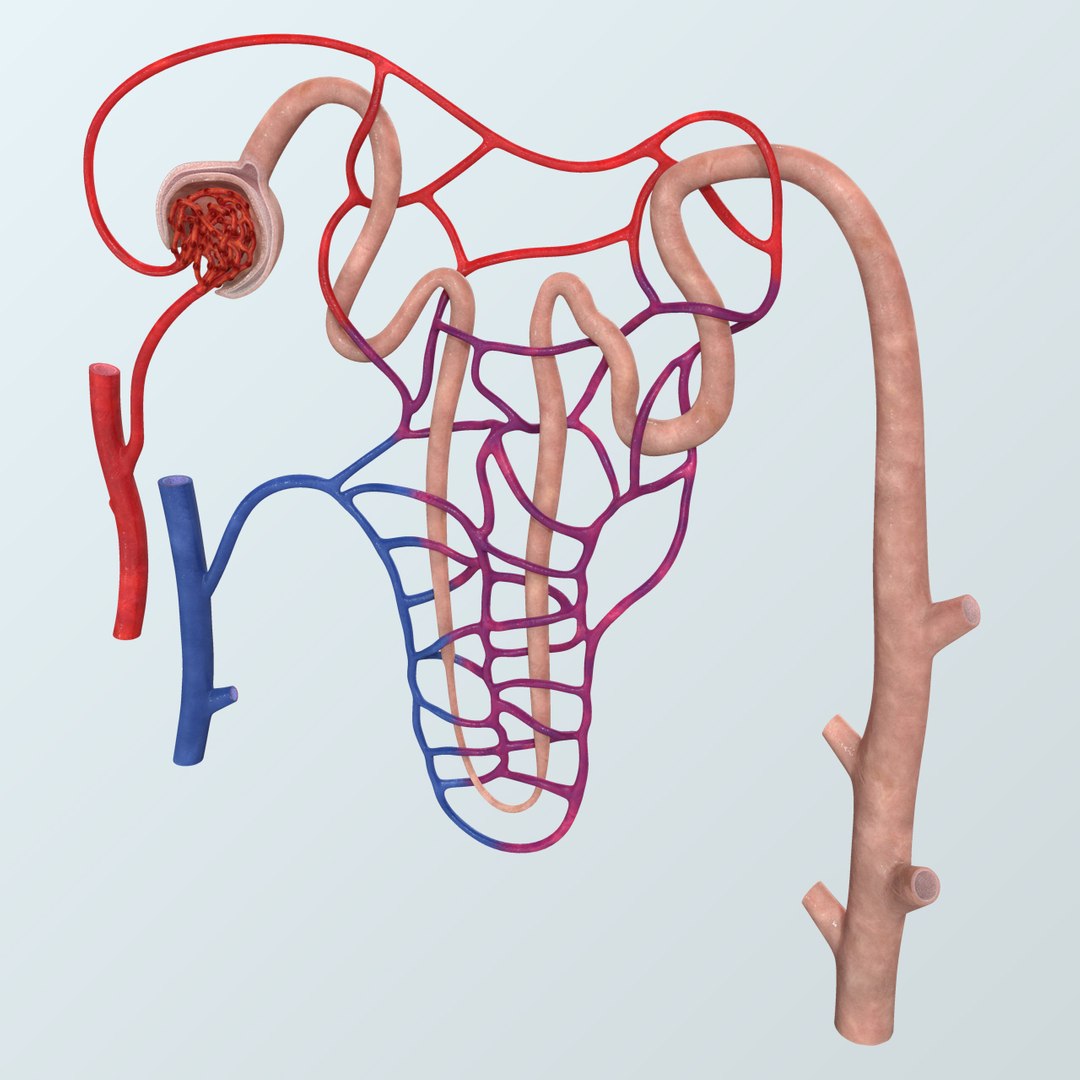 3D Realistic Nephron Anatomy Human - TurboSquid 1204802