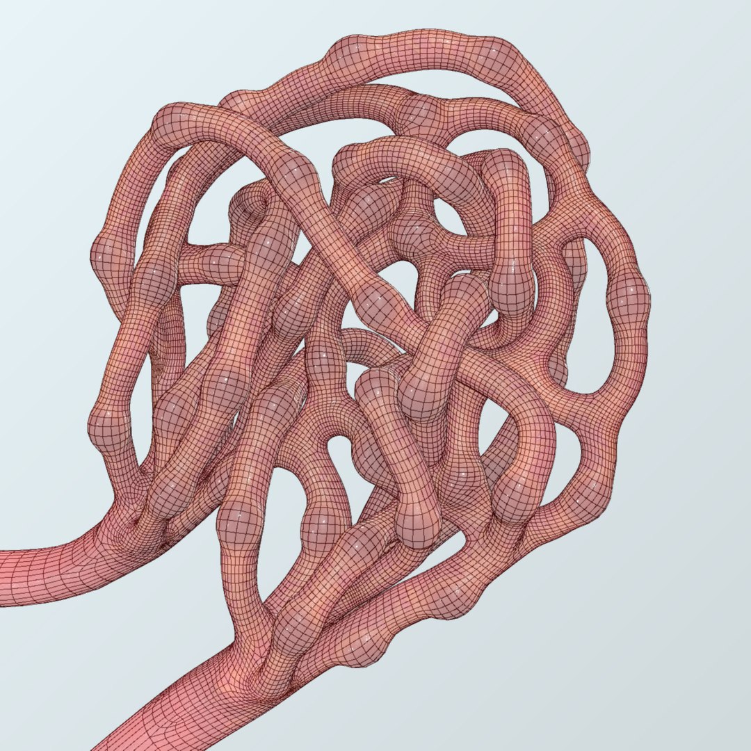 3D Realistic Nephron Anatomy Human - TurboSquid 1204802