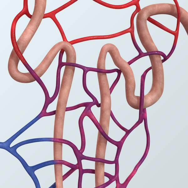 현실적인 네프론 해부학 3D 모델 - TurboSquid 1204802