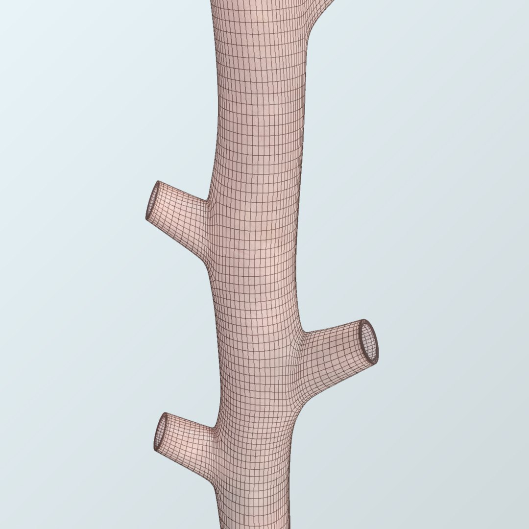 3D Realistic Nephron Anatomy Human - TurboSquid 1204802