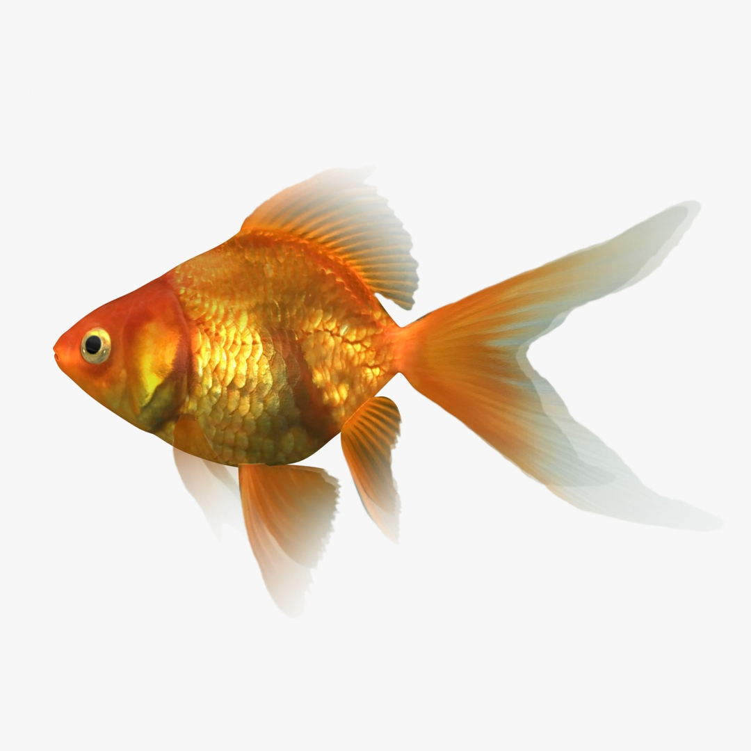 3D Model Goldfish 2 Fish - TurboSquid 1496733