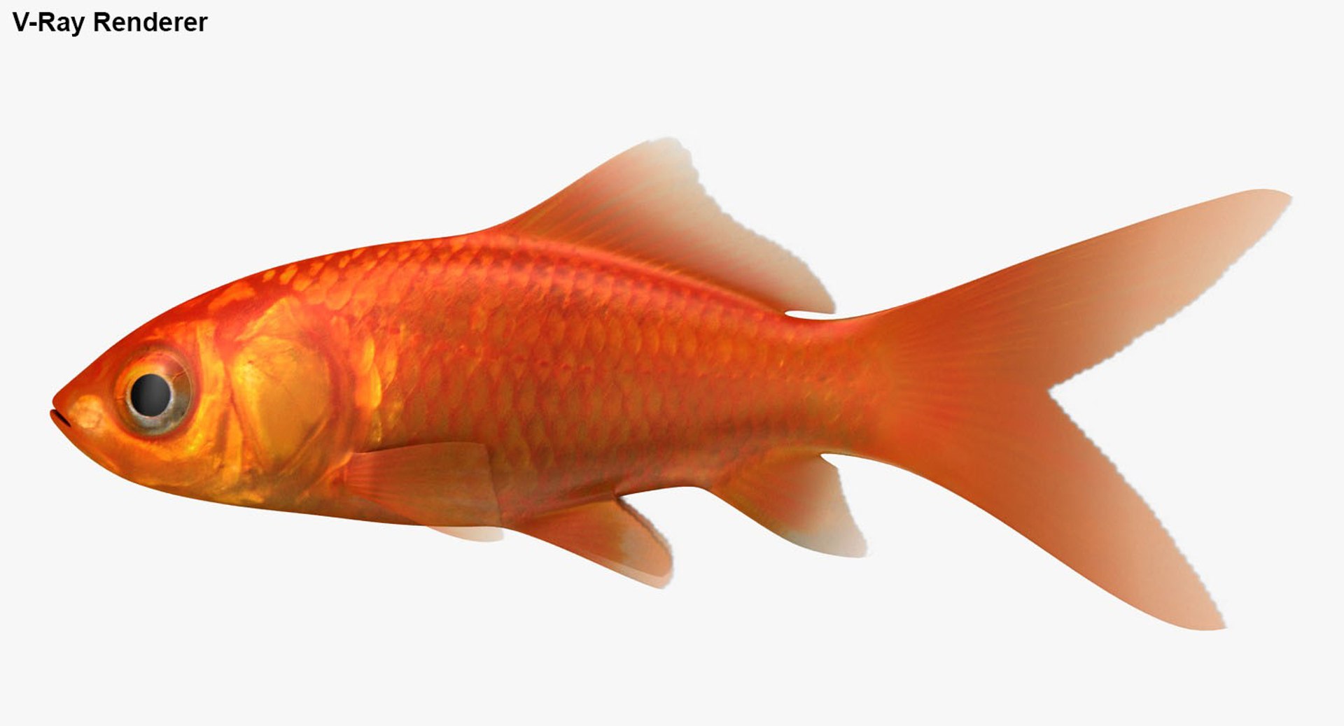 3D Model Goldfish 2 Fish - TurboSquid 1496733