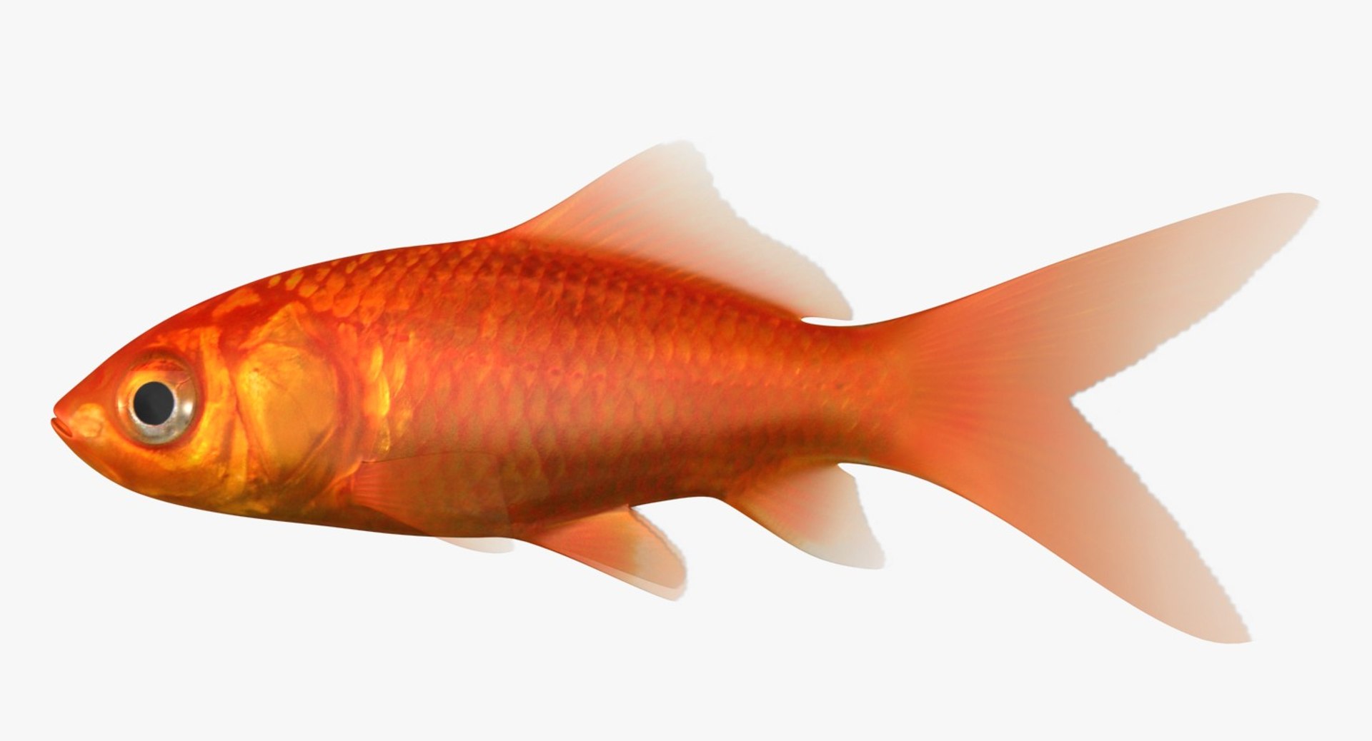3D Model Goldfish 2 Fish - TurboSquid 1496733