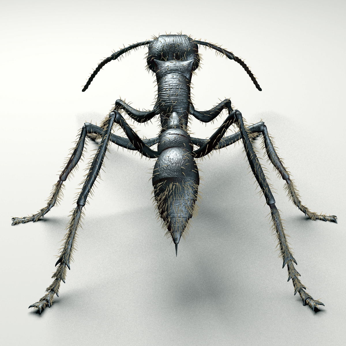 bullet ant 3d model