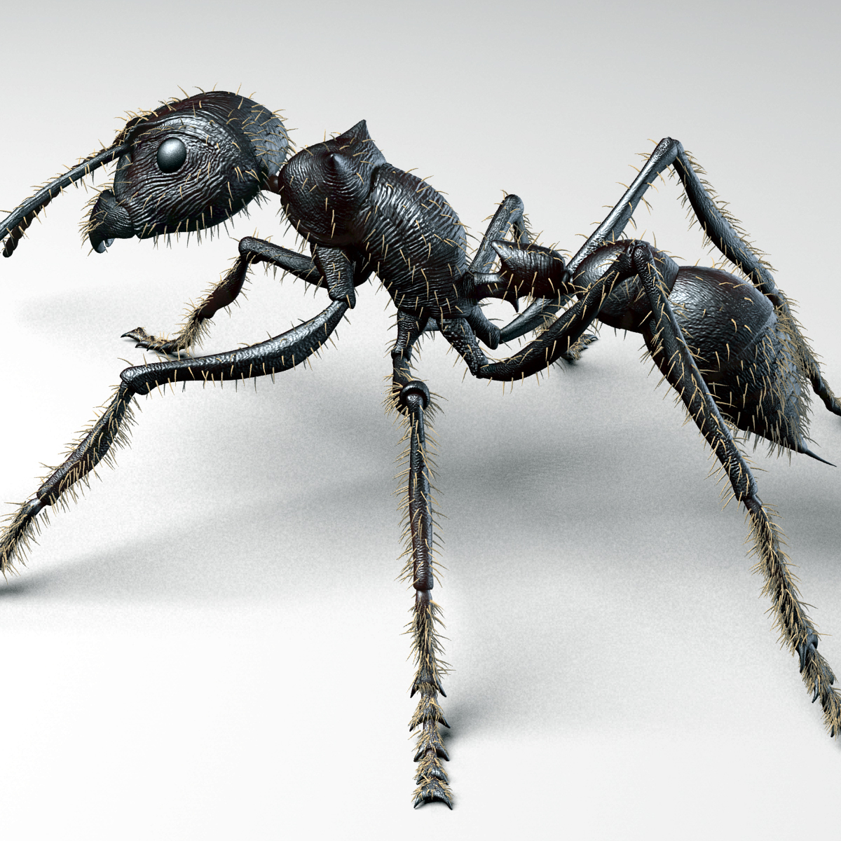 bullet ant 3d model
