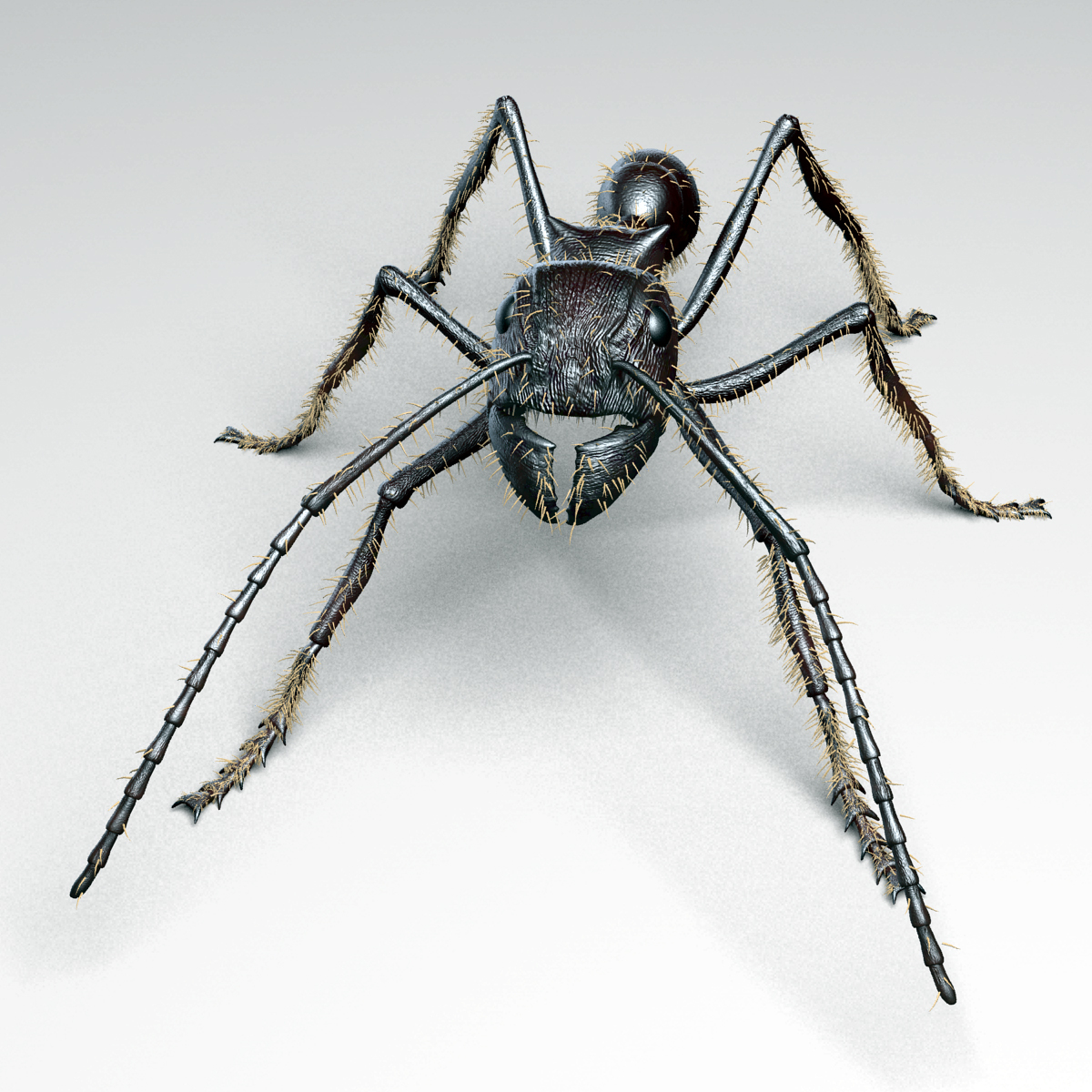 bullet ant 3d model