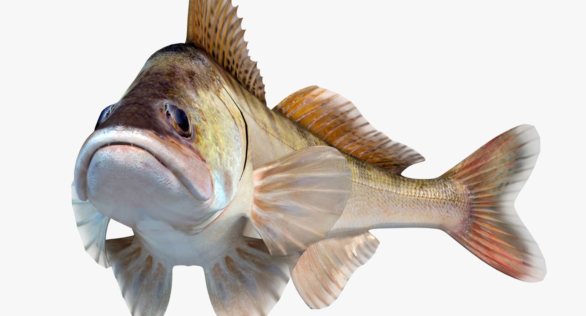 3d model zander fish animation