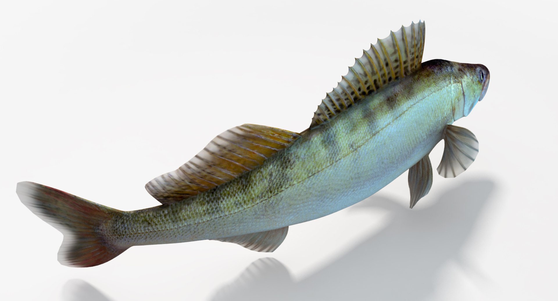3d model zander fish animation