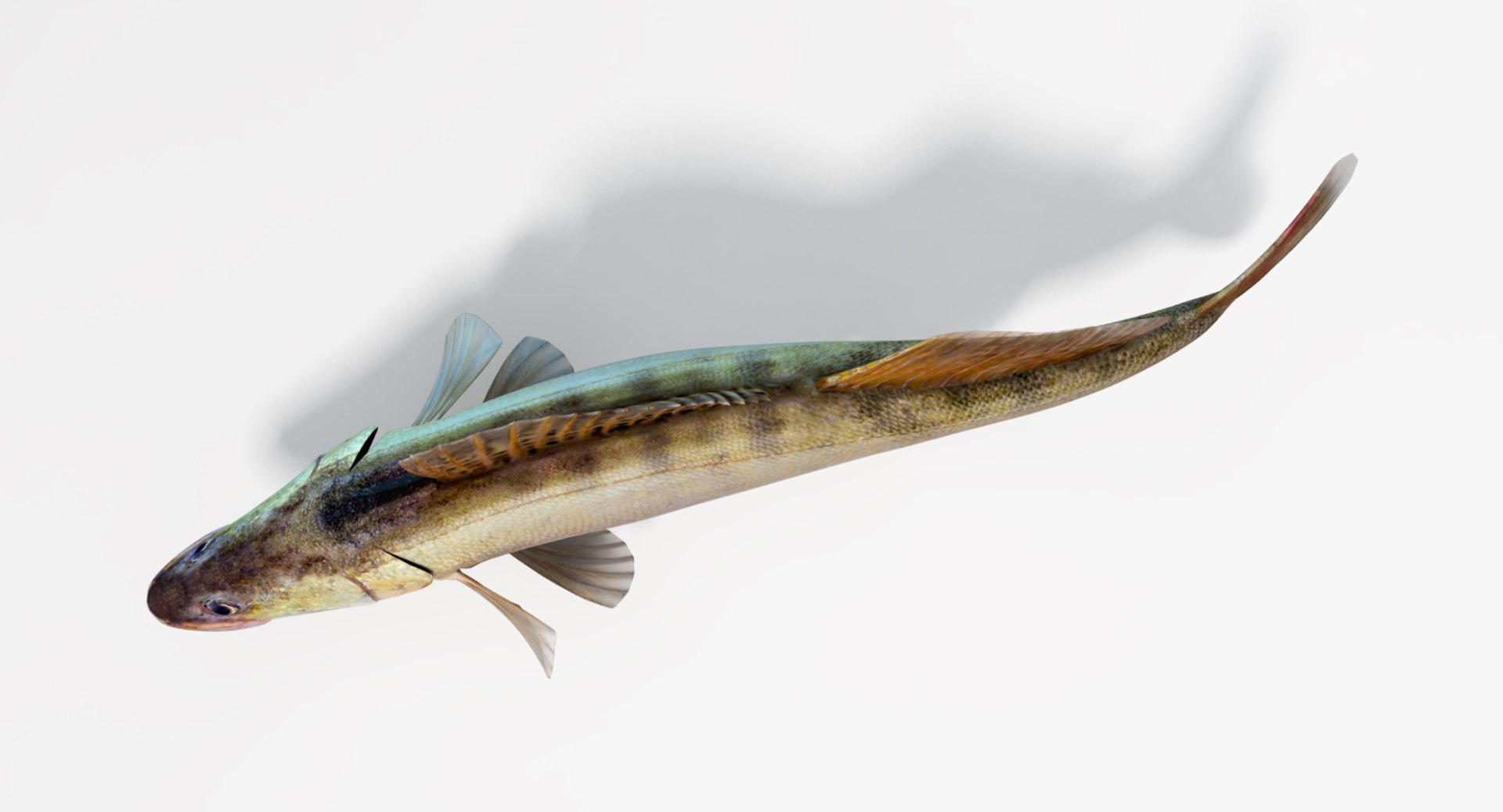 3d model zander fish animation